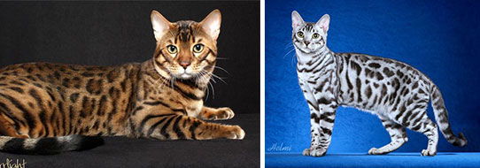 Top 16 des chats aux taches insolites - AdopteUnMec.com